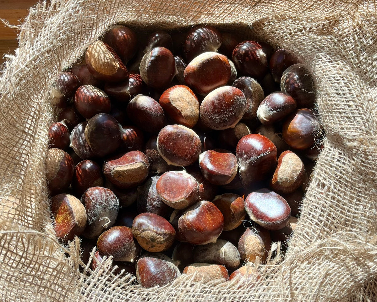 Chinese Chestnut Seedling Trees (16" - 24") – PA Chestnuts