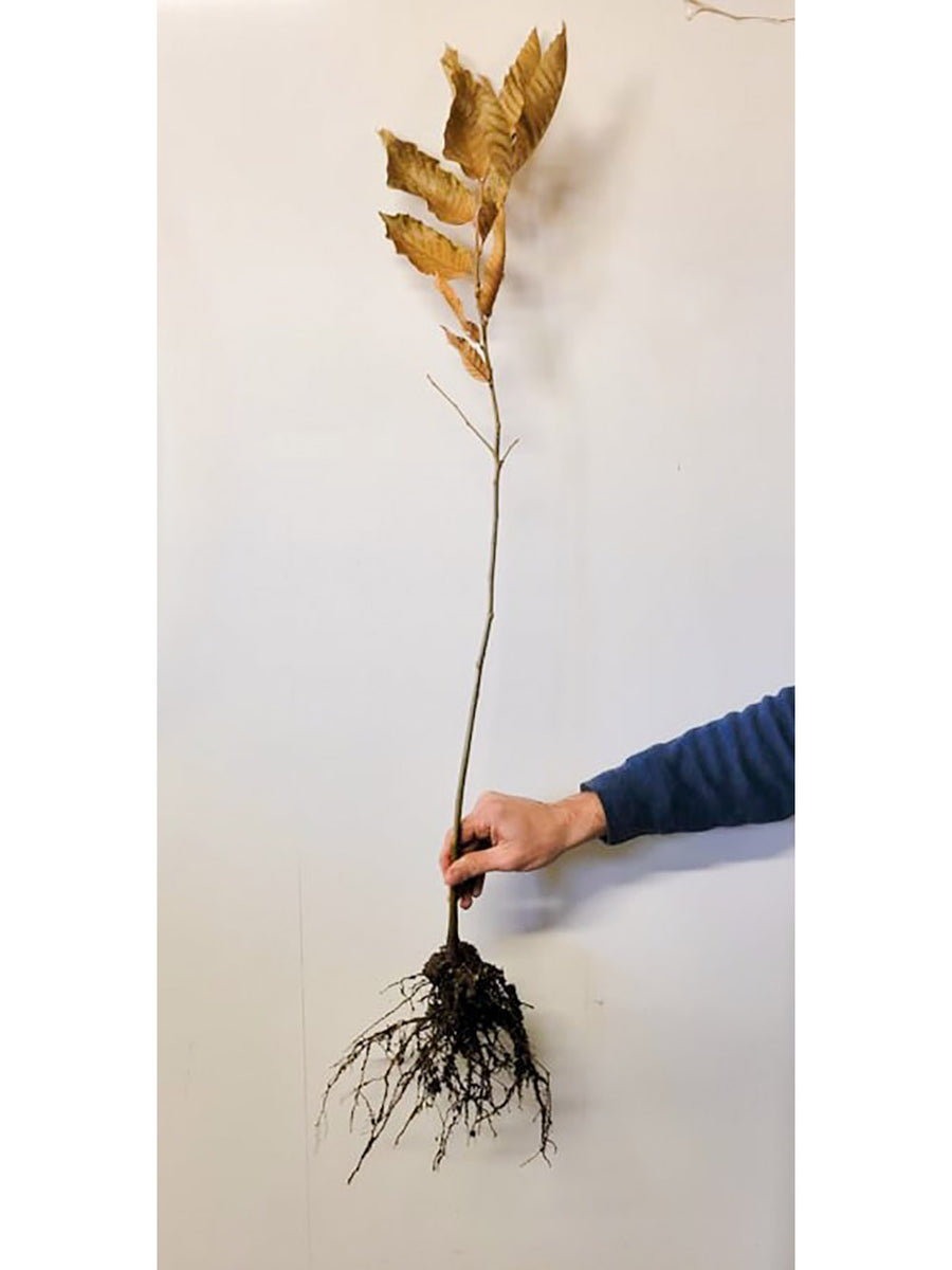 Chinese Chestnut Seedling Trees (16" - 24") – PA Chestnuts
